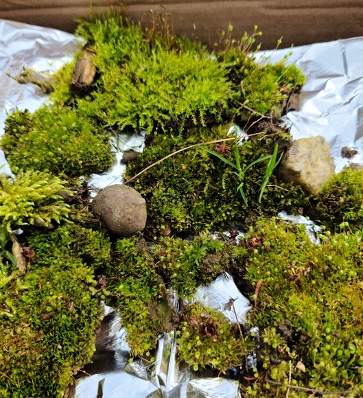 Accents | Live Moss Assortment For Fairy Graden Terrium | Poshmark